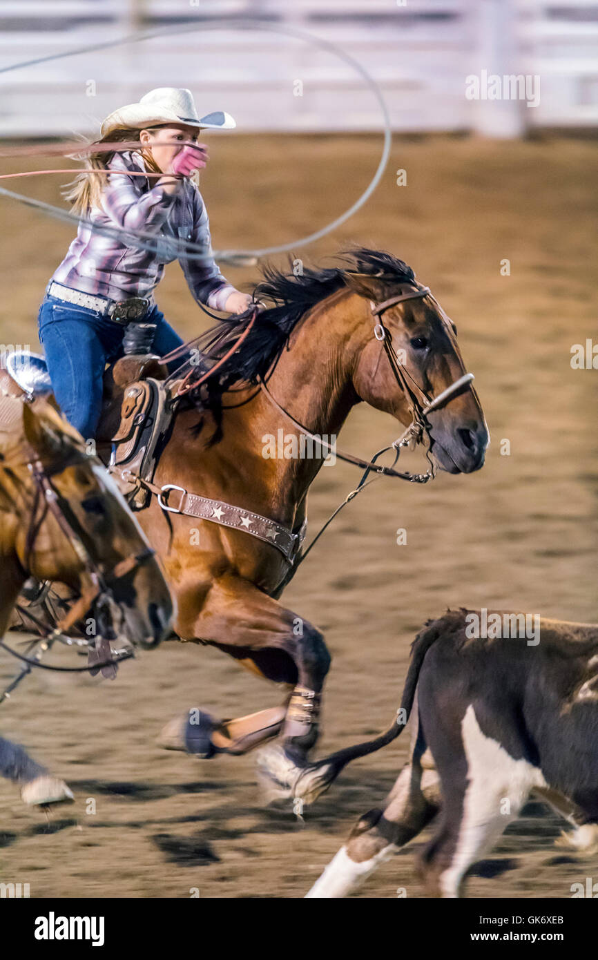 Rodeo cowgirl on horseback competing in calf roping, or tie-down roping ...