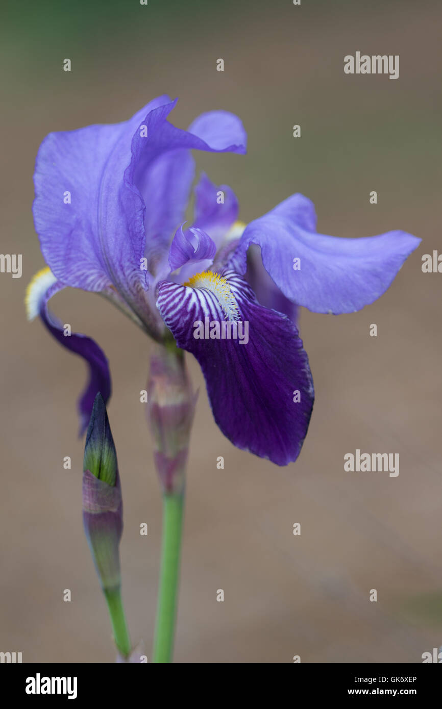 Bearded Iris (Iris x germanica) flower Stock Photo - Alamy