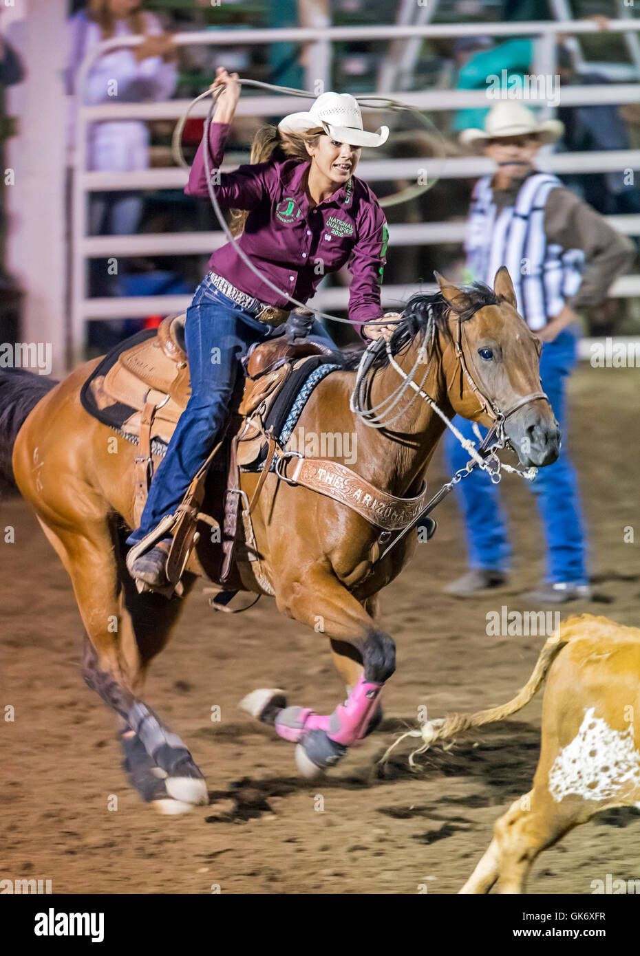 Rodeo cowgirl on horseback competing in calf roping, or tie-down roping ...