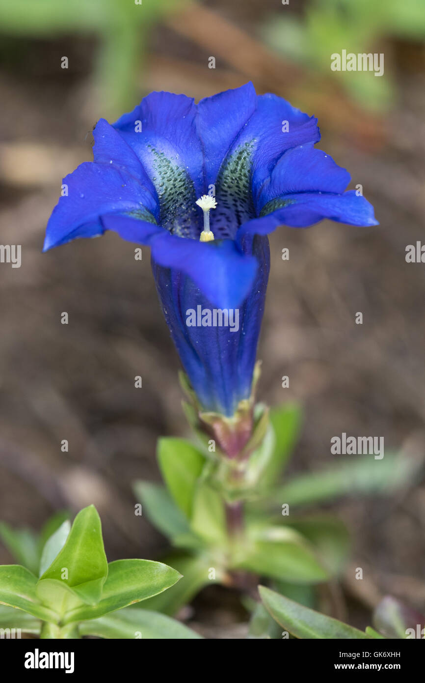 Trumpet Gentian (Gentiana acaulis) flower Stock Photo - Alamy