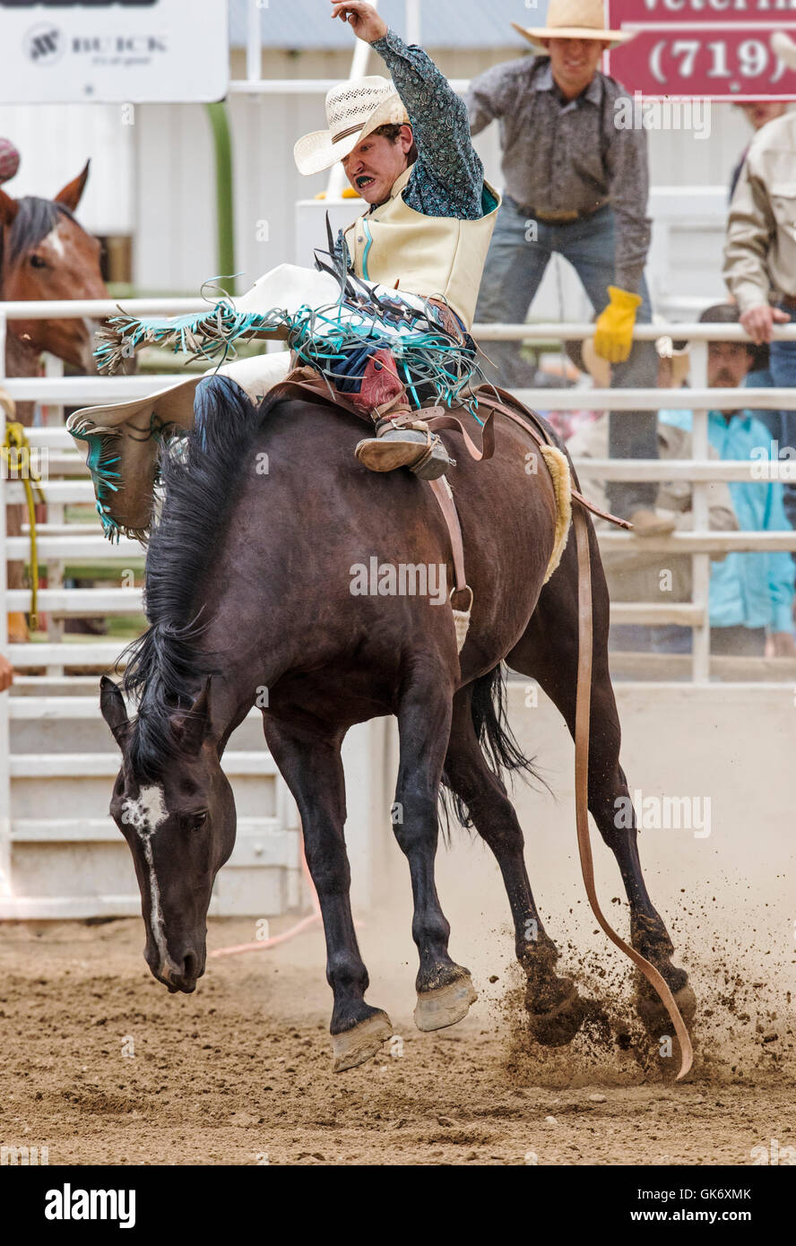 Rodeo cowboy riding a bucking horse, saddle bronc competition, Chaffee ...