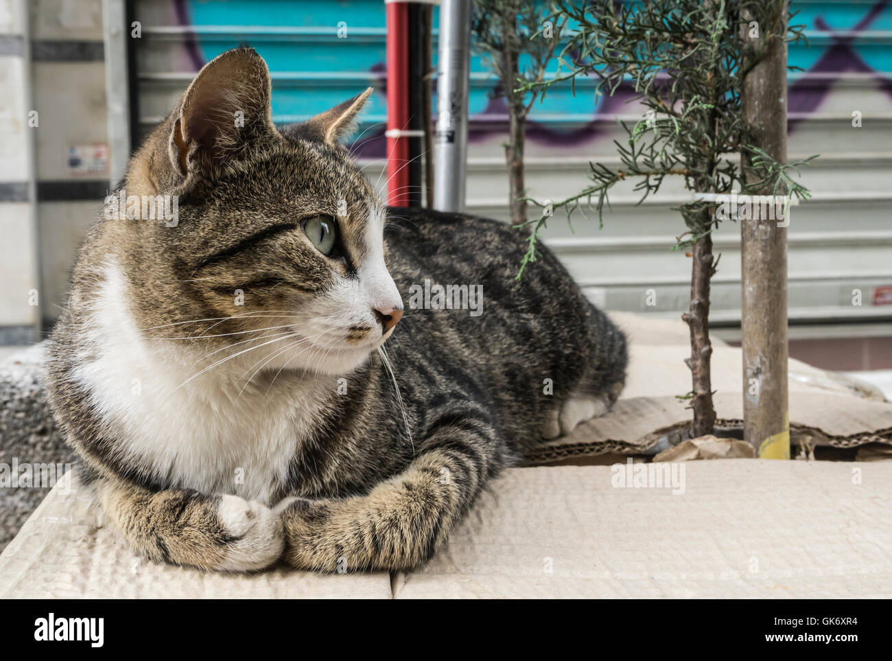 Istanbul streets cat hi-res stock photography and images - Alamy