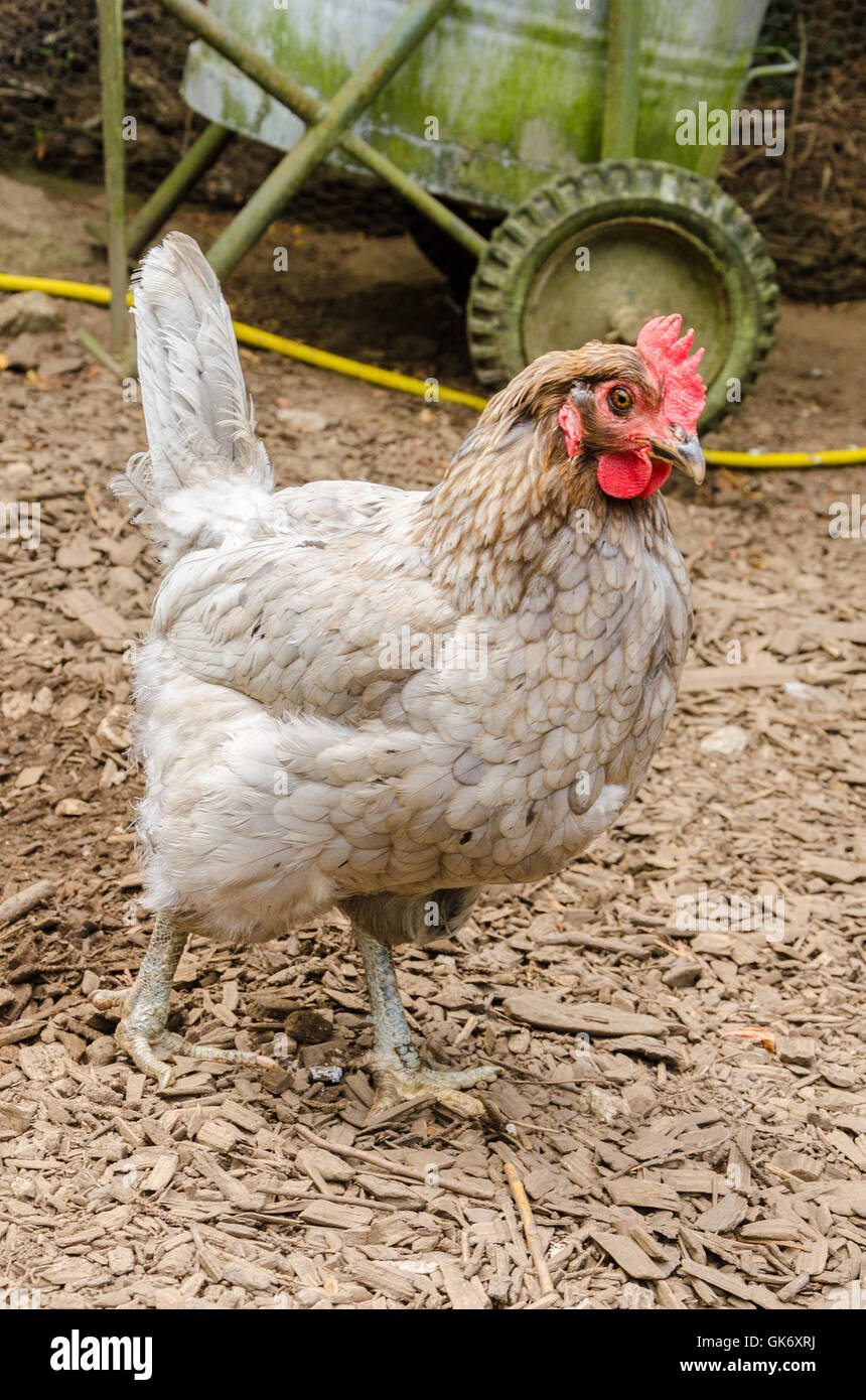 A bantam chicken Stock Photo - Alamy