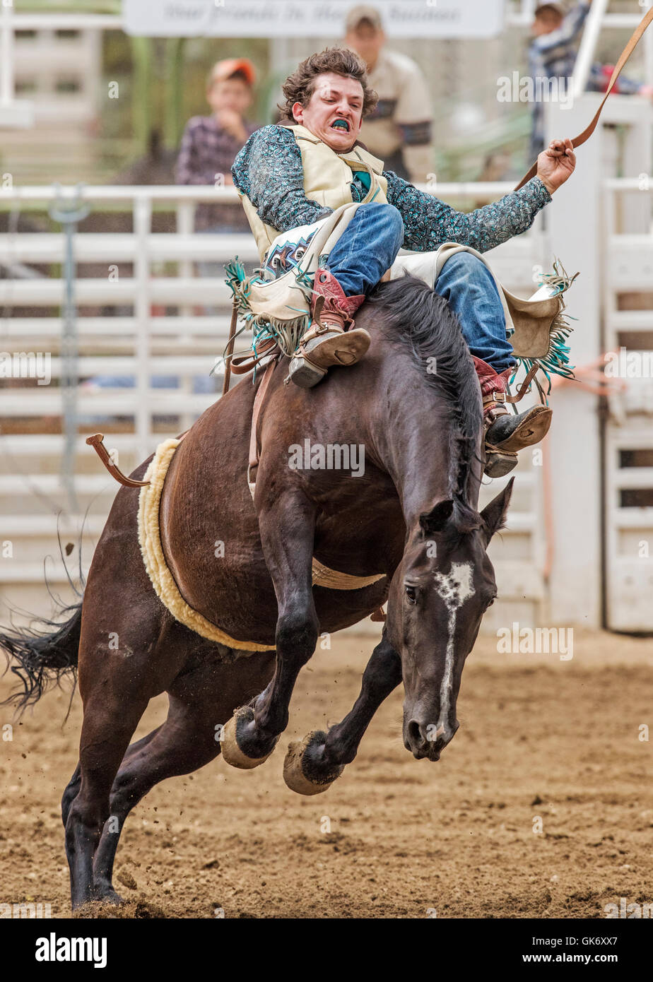 Rodeo cowboy riding a bucking horse, saddle bronc competition, Chaffee ...
