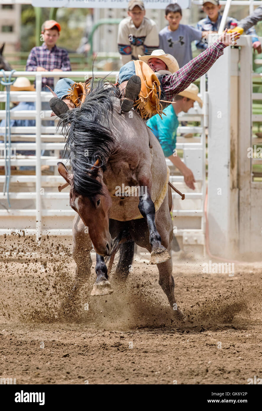 Rodeo cowboy riding a bucking horse, saddle bronc competition, Chaffee ...