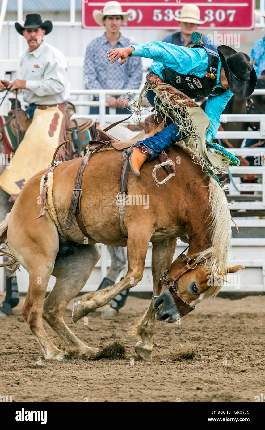 Rodeo cowboy riding a bucking horse, saddle bronc competition, Chaffee ...