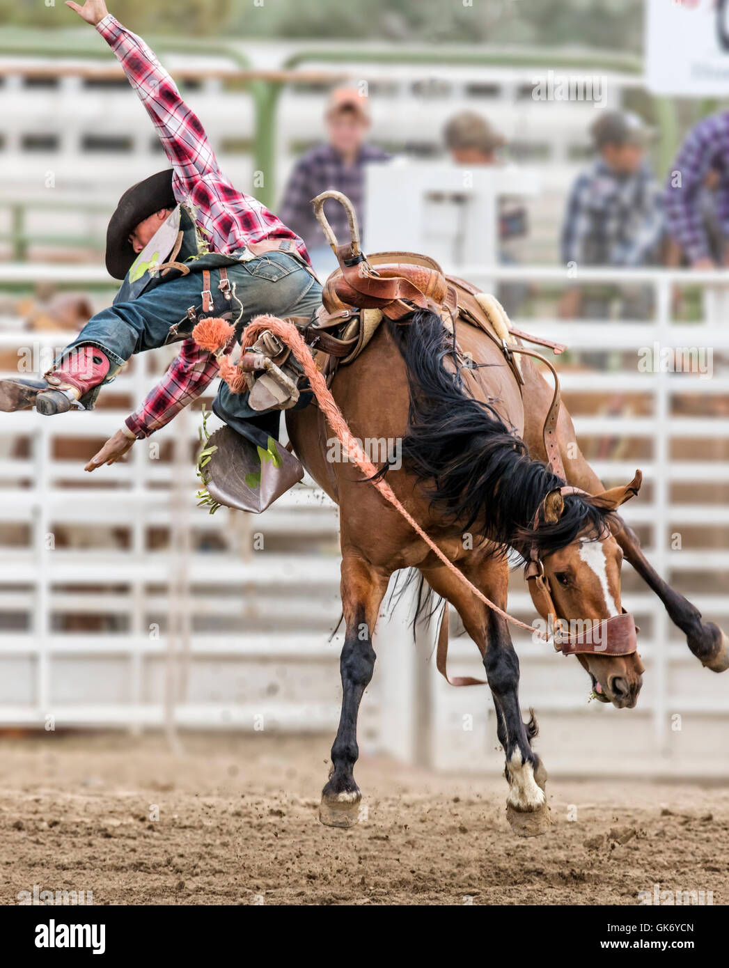 Rodeo cowboy riding a bucking horse, saddle bronc competition, Chaffee ...