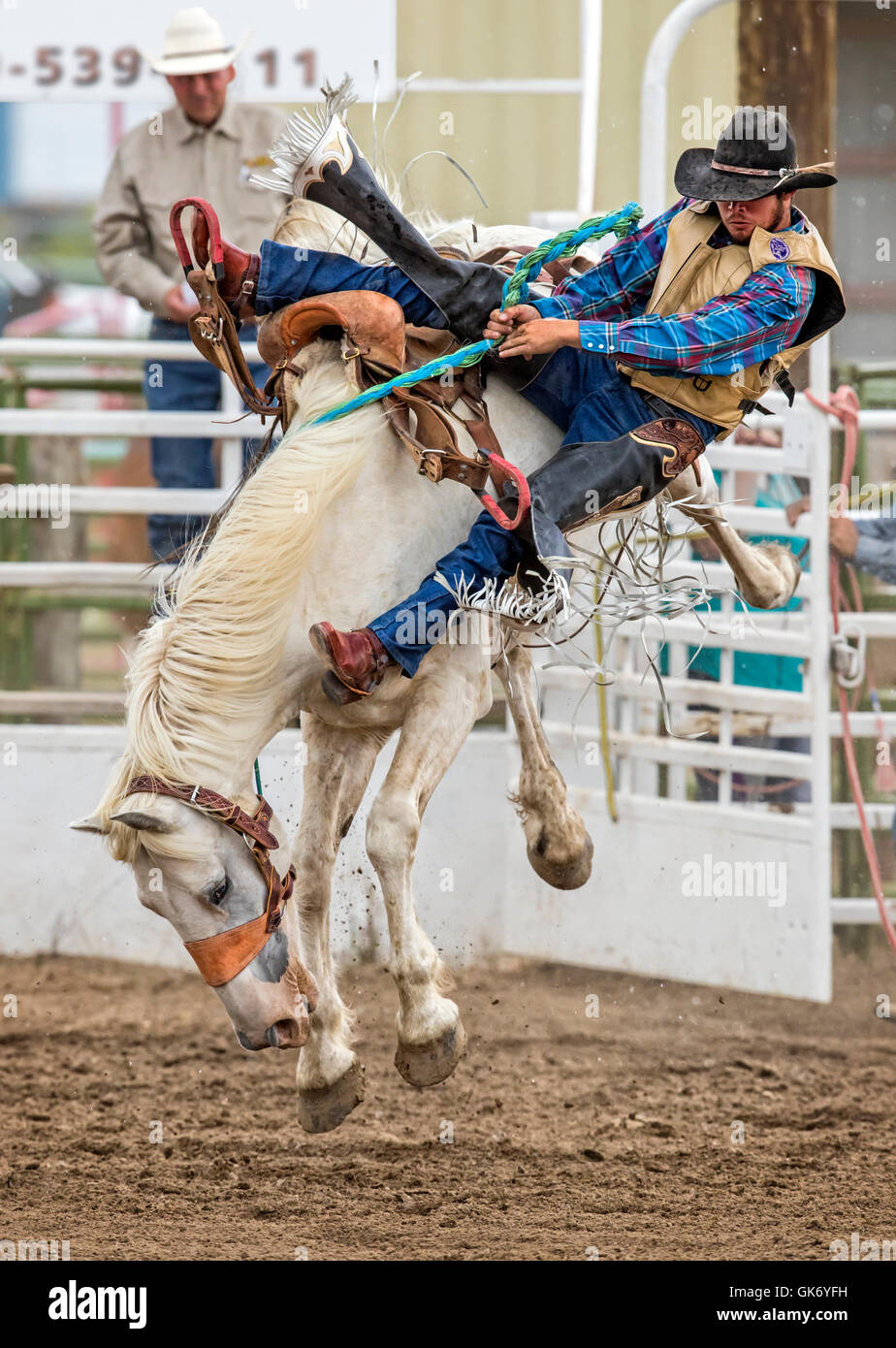 Rodeo cowboy riding a bucking horse, saddle bronc competition, Chaffee ...