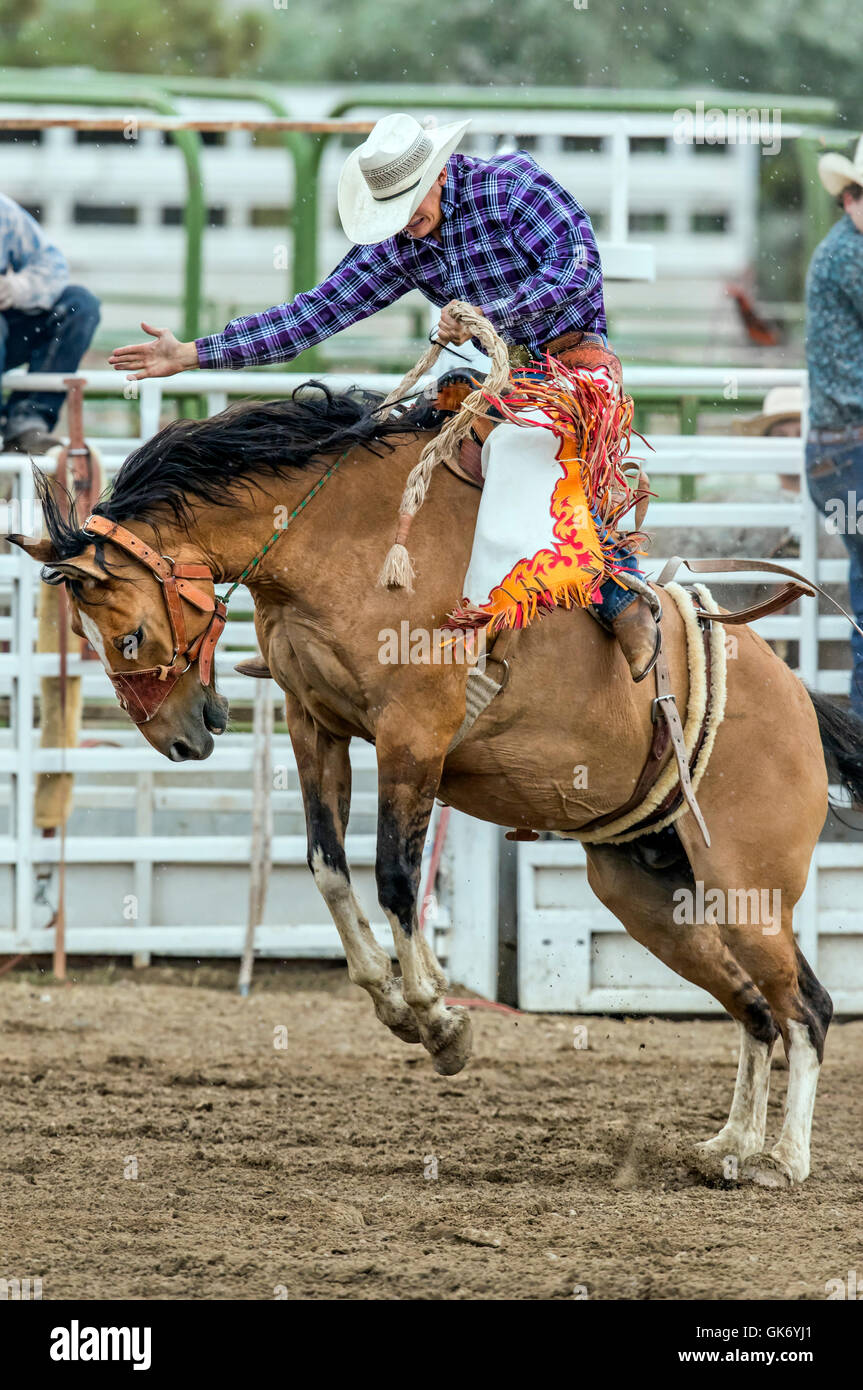 Rodeo cowboy riding a bucking horse, saddle bronc competition, Chaffee ...