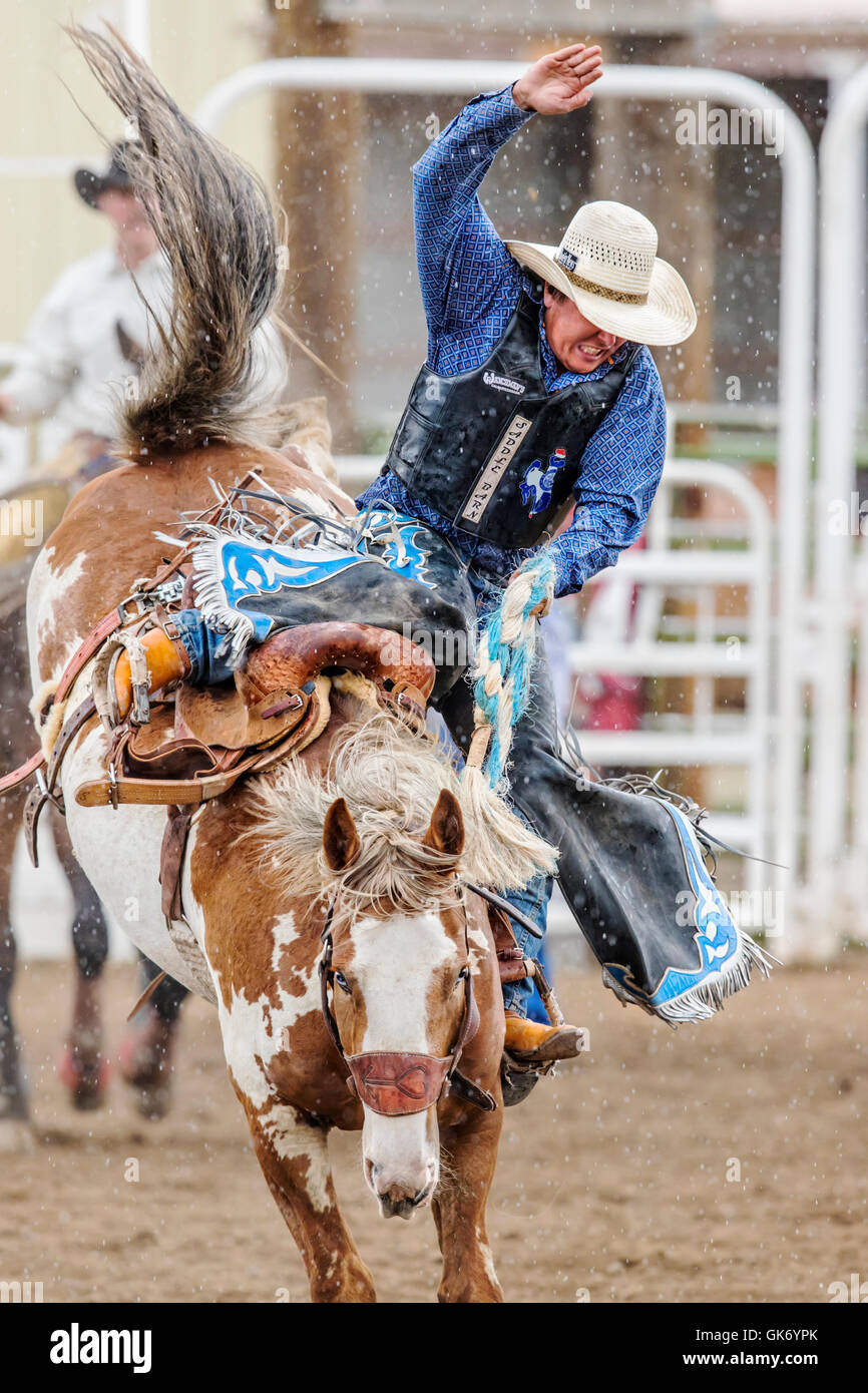 Rodeo cowboy riding a bucking horse, saddle bronc competition, Chaffee ...