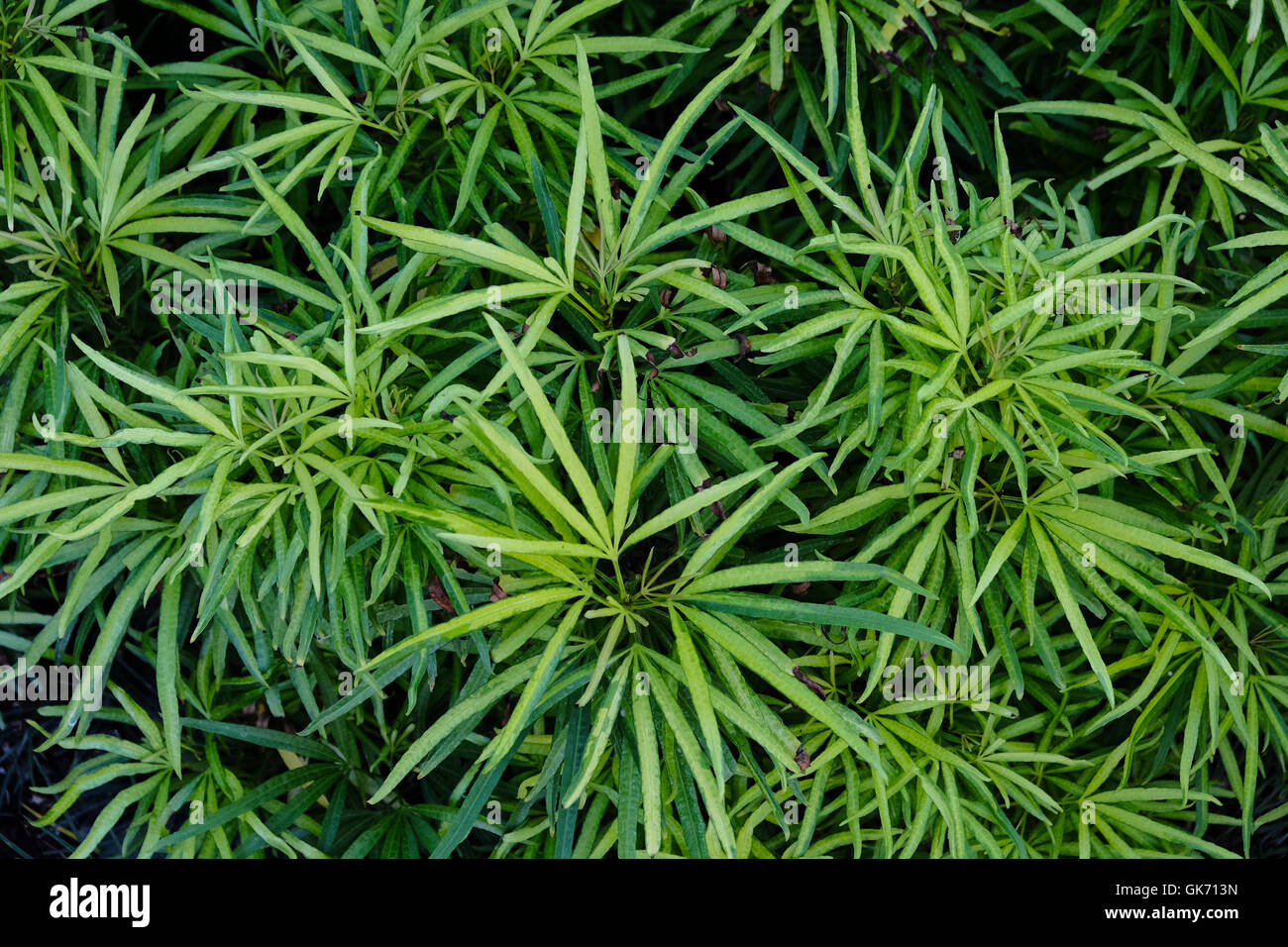 Tropical plants in natural hi-res stock photography and images - Alamy