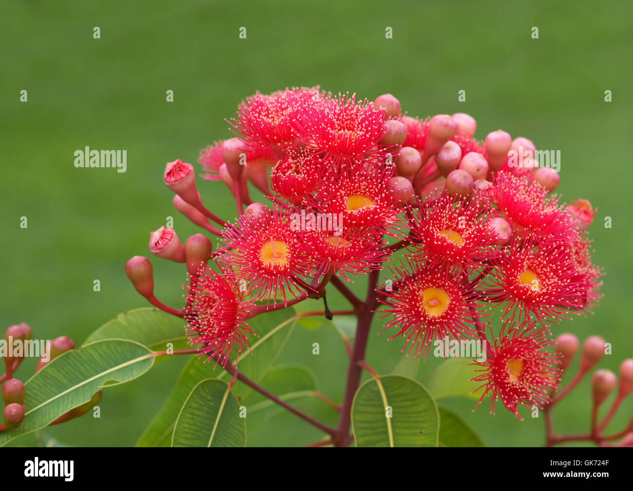 flower flowers plant Stock Photo - Alamy