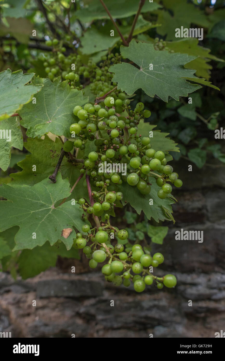 Bunch of small ripening green grapes / Vitis vinifera against a garden ...