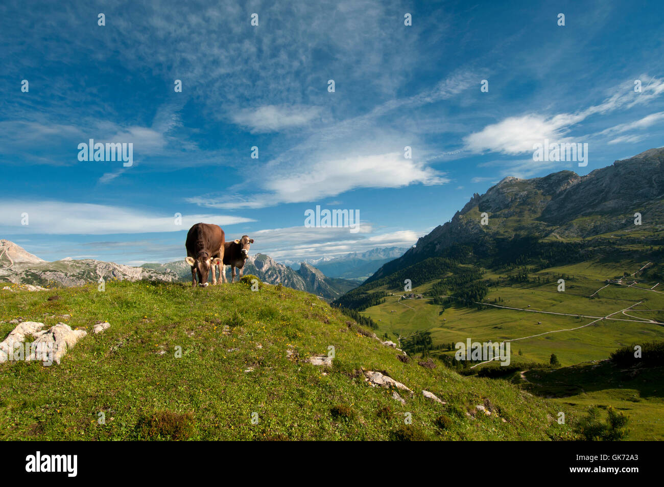 Vacation cow hi-res stock photography and images - Alamy