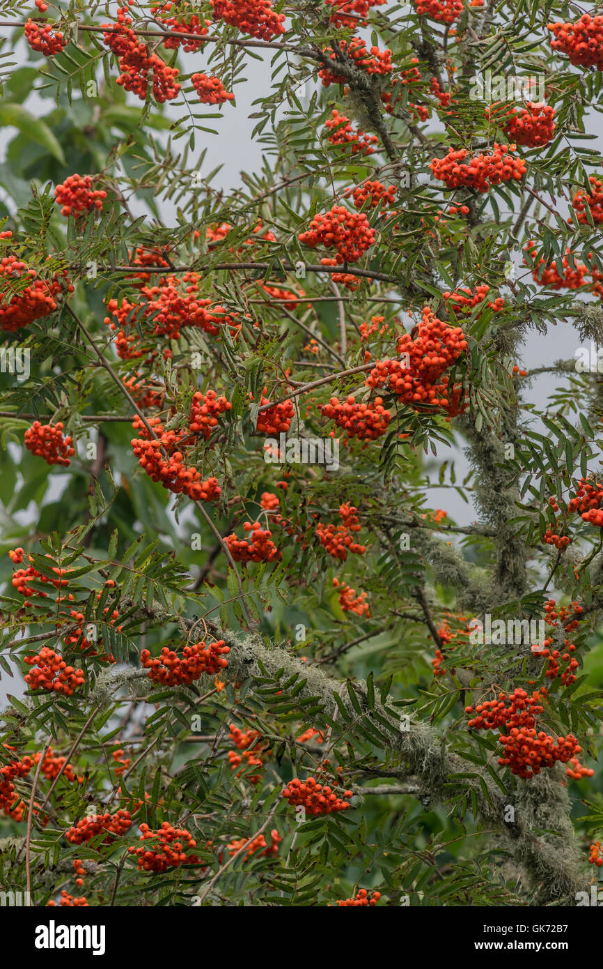 Rowan arbre sorbus aucuparia hi-res stock photography and images - Alamy