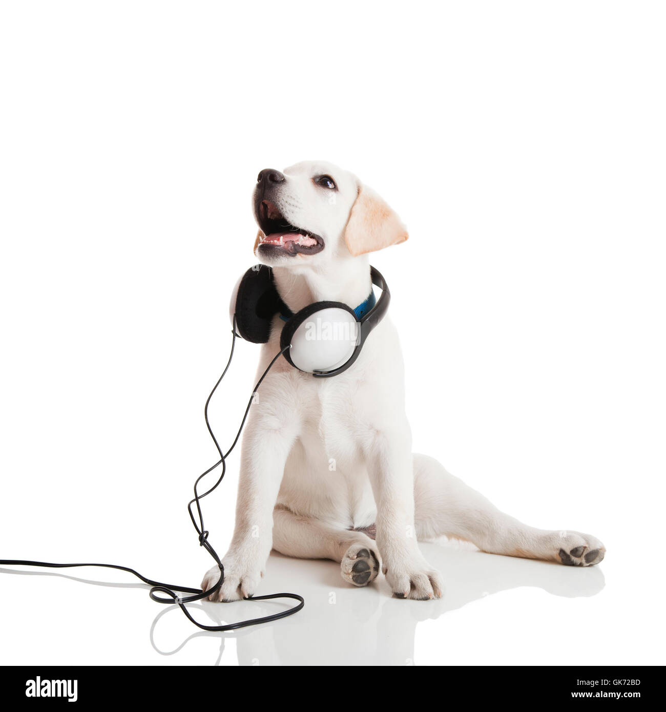 Musical puppy hi-res stock photography and images - Alamy