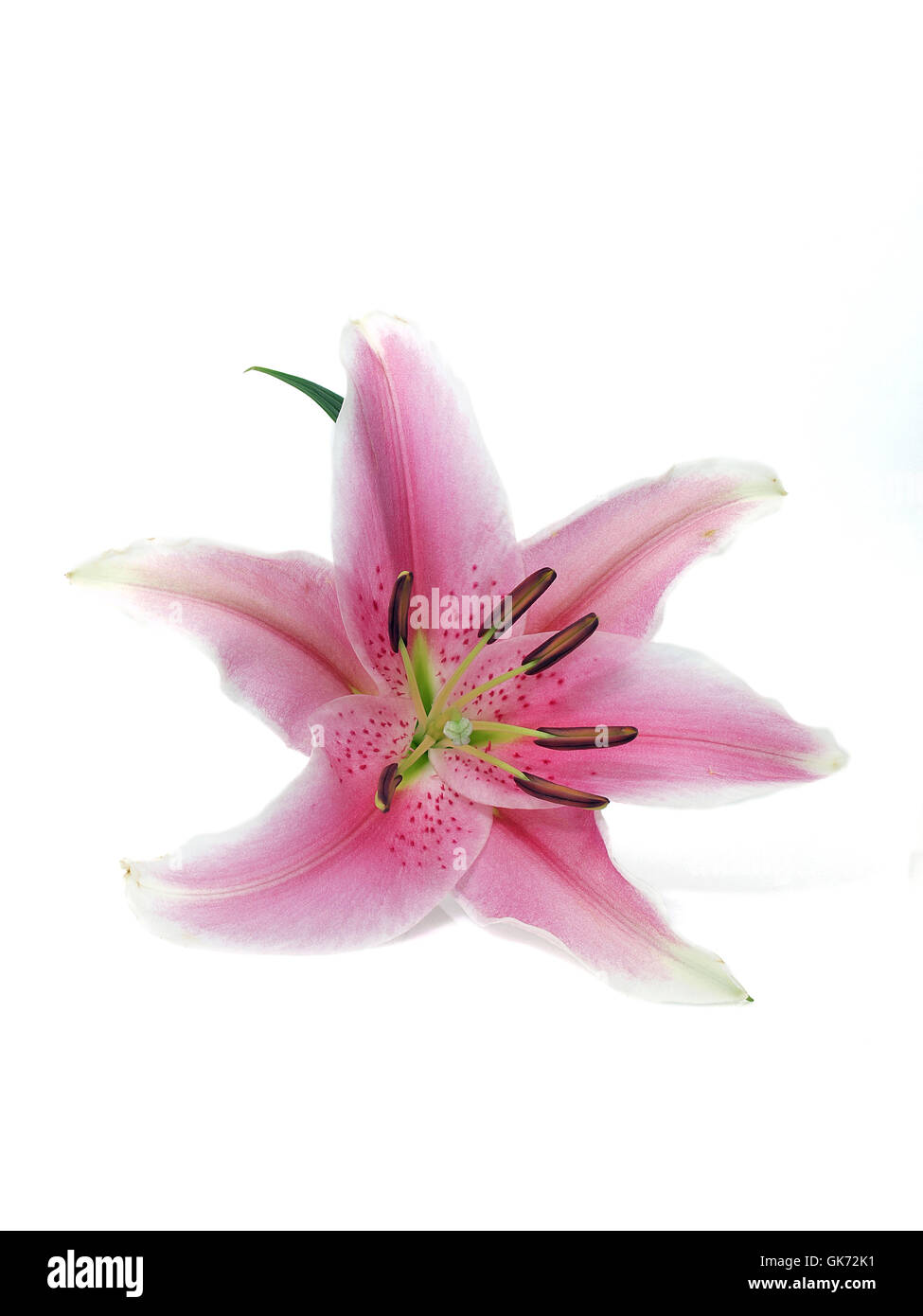 Pretty flower growing in Cut Out Stock Images & Pictures - Alamy
