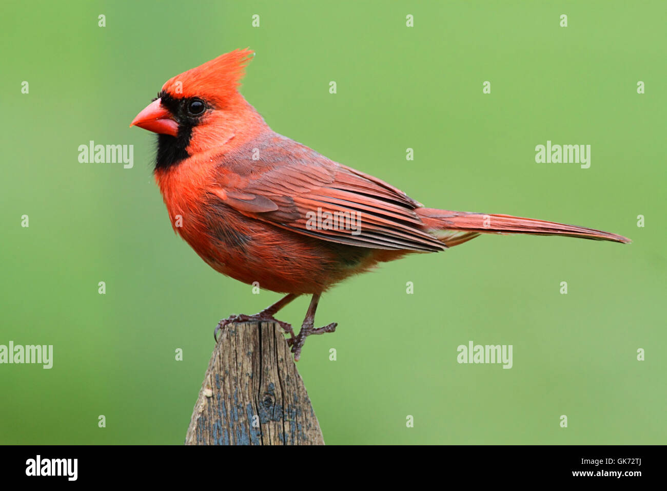 bird male masculine Stock Photo - Alamy