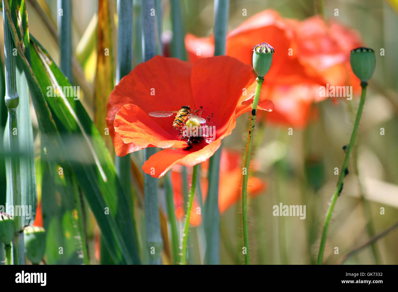 insect flower plant Stock Photo - Alamy
