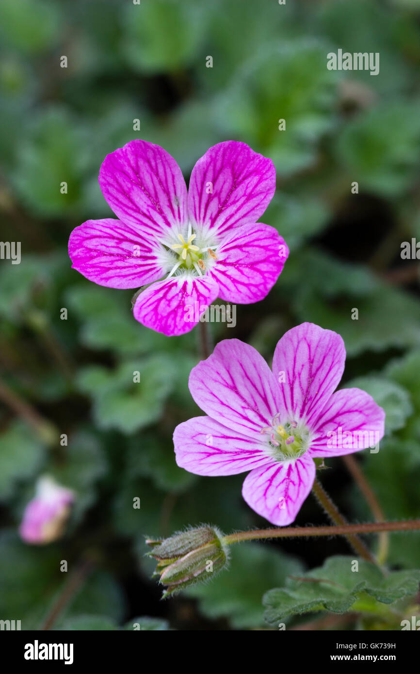 Diminutive form hi-res stock photography and images - Alamy