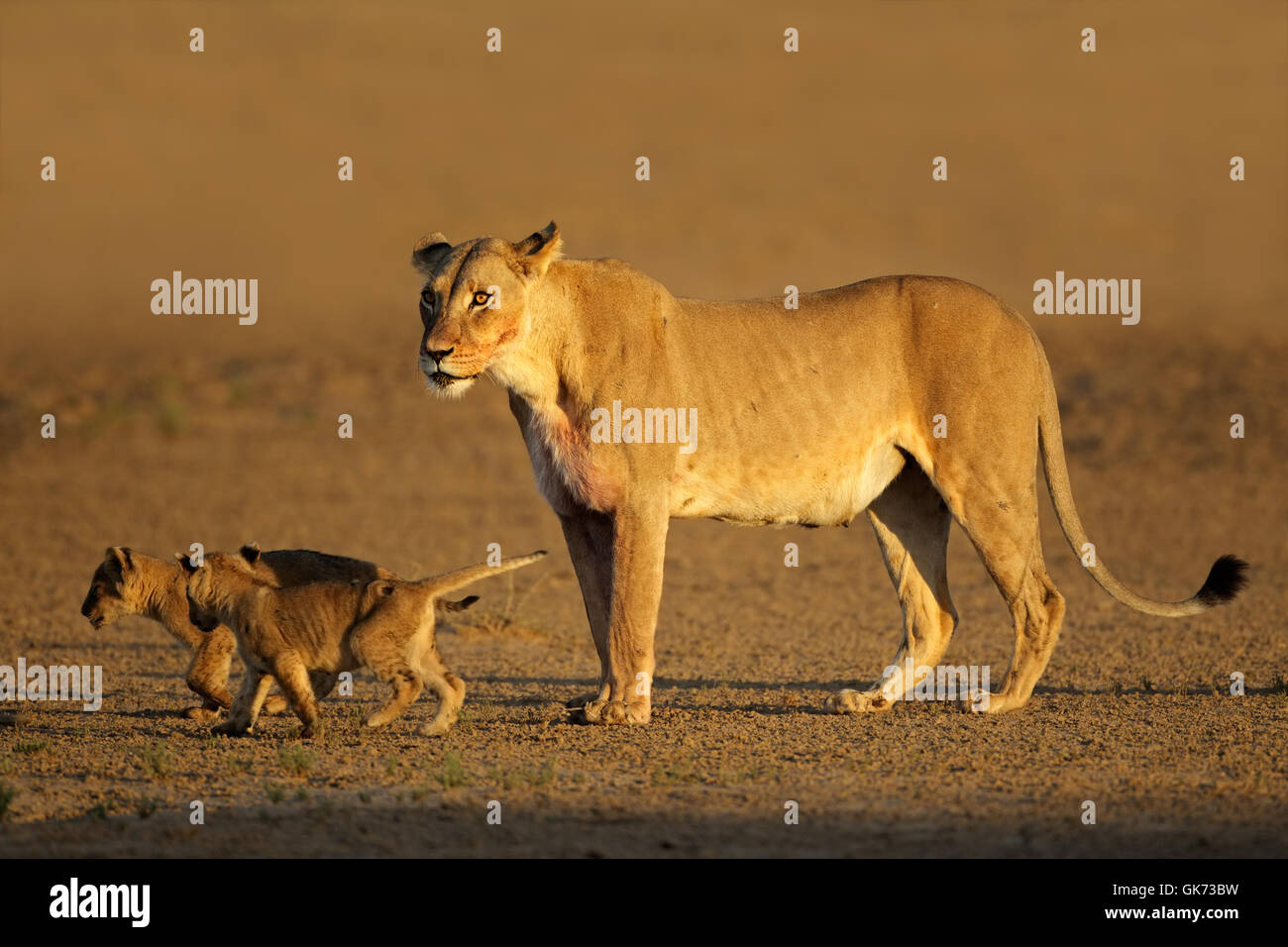 animal africa lion Stock Photo - Alamy