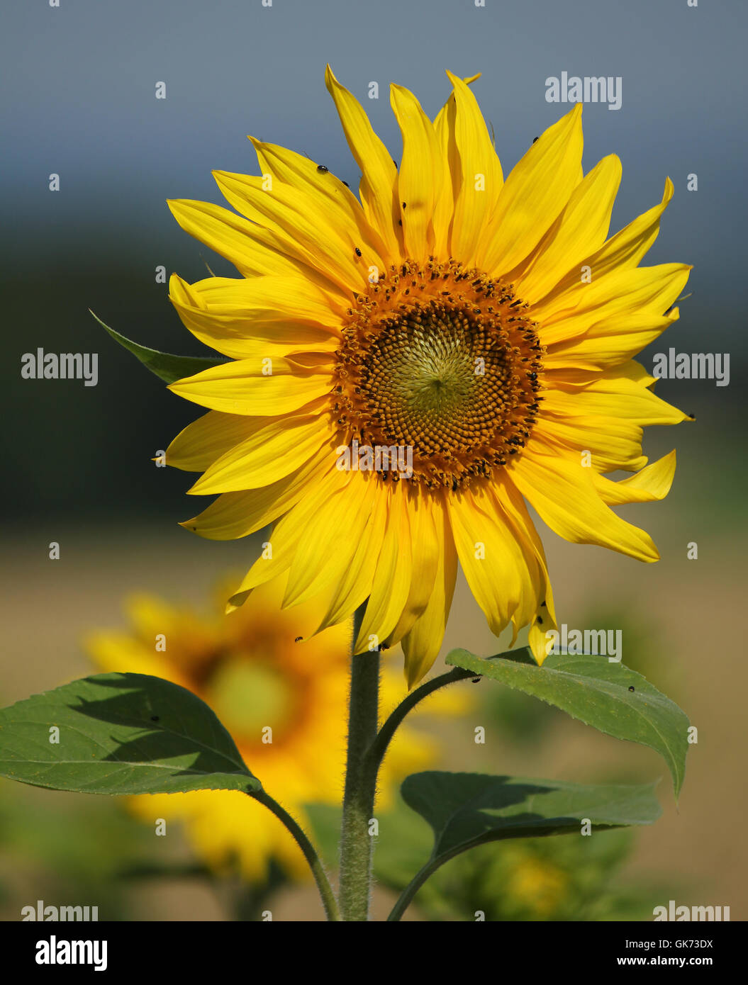 Leaves of a sunflower plant hi-res stock photography and images - Alamy