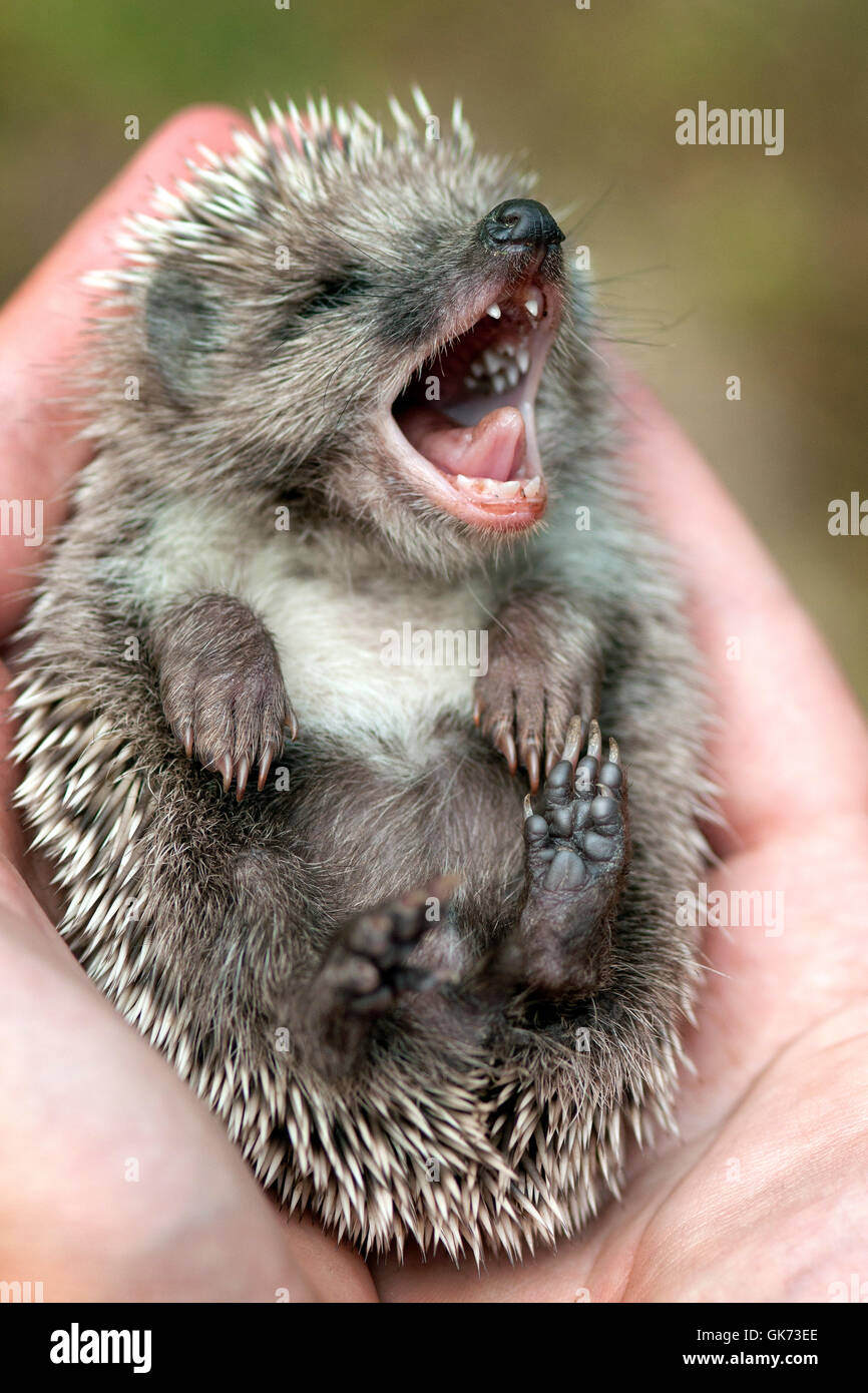 hedgehog mammal wild Stock Photo - Alamy
