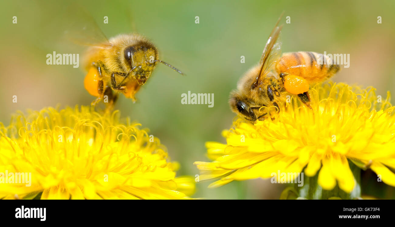 close motion postponement Stock Photo - Alamy