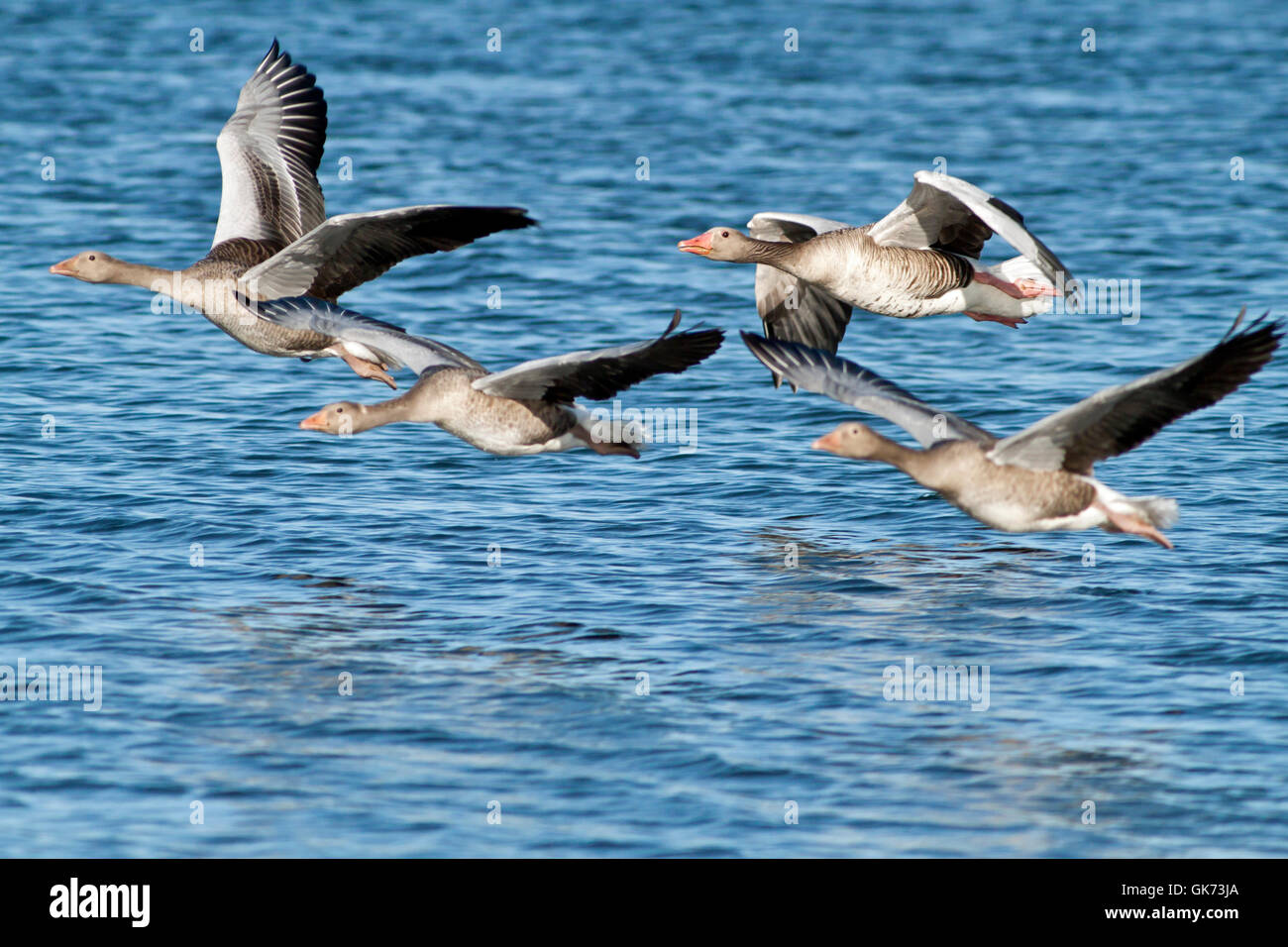 Goose formation hi-res stock photography and images - Alamy