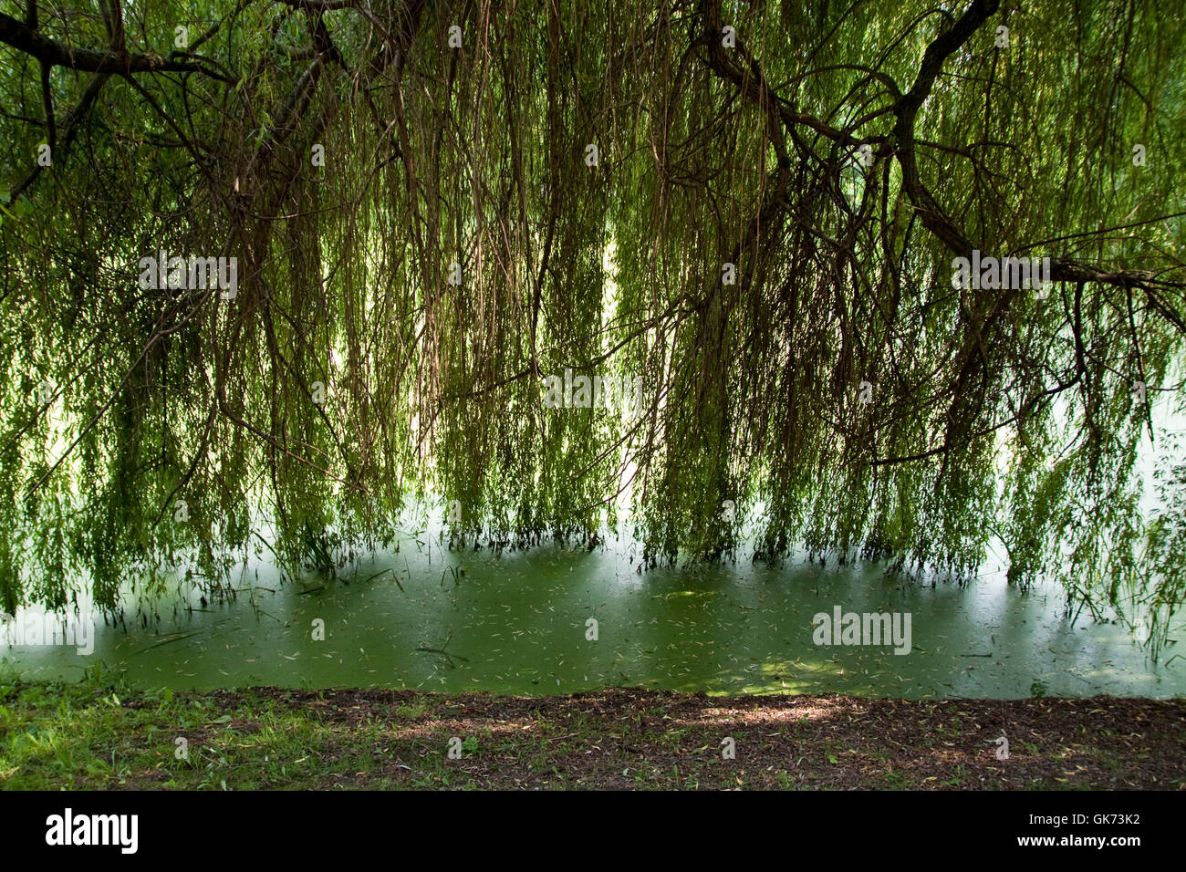 Ecology of swamp hi-res stock photography and images - Alamy