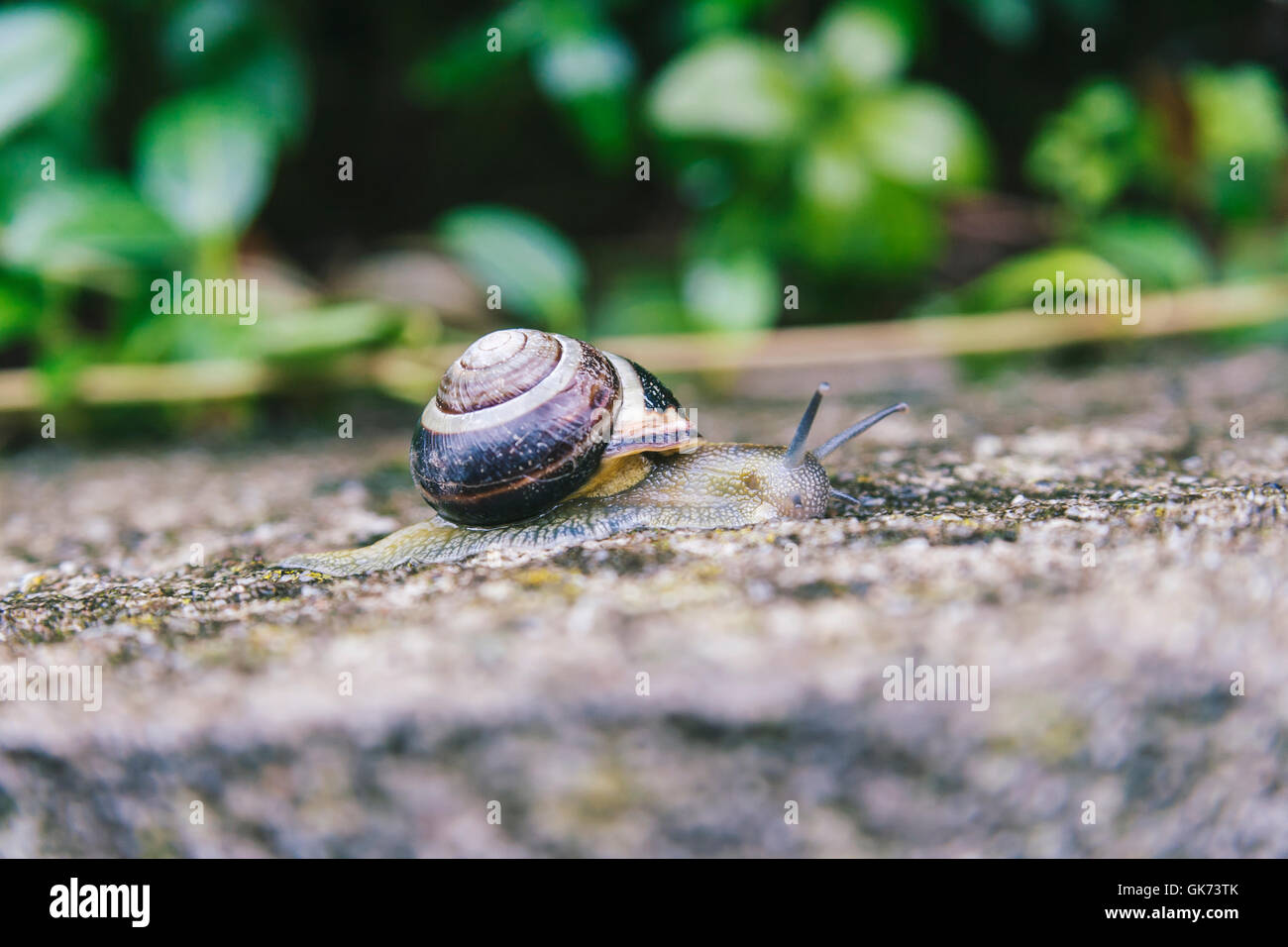 Concrete snail hi-res stock photography and images - Alamy