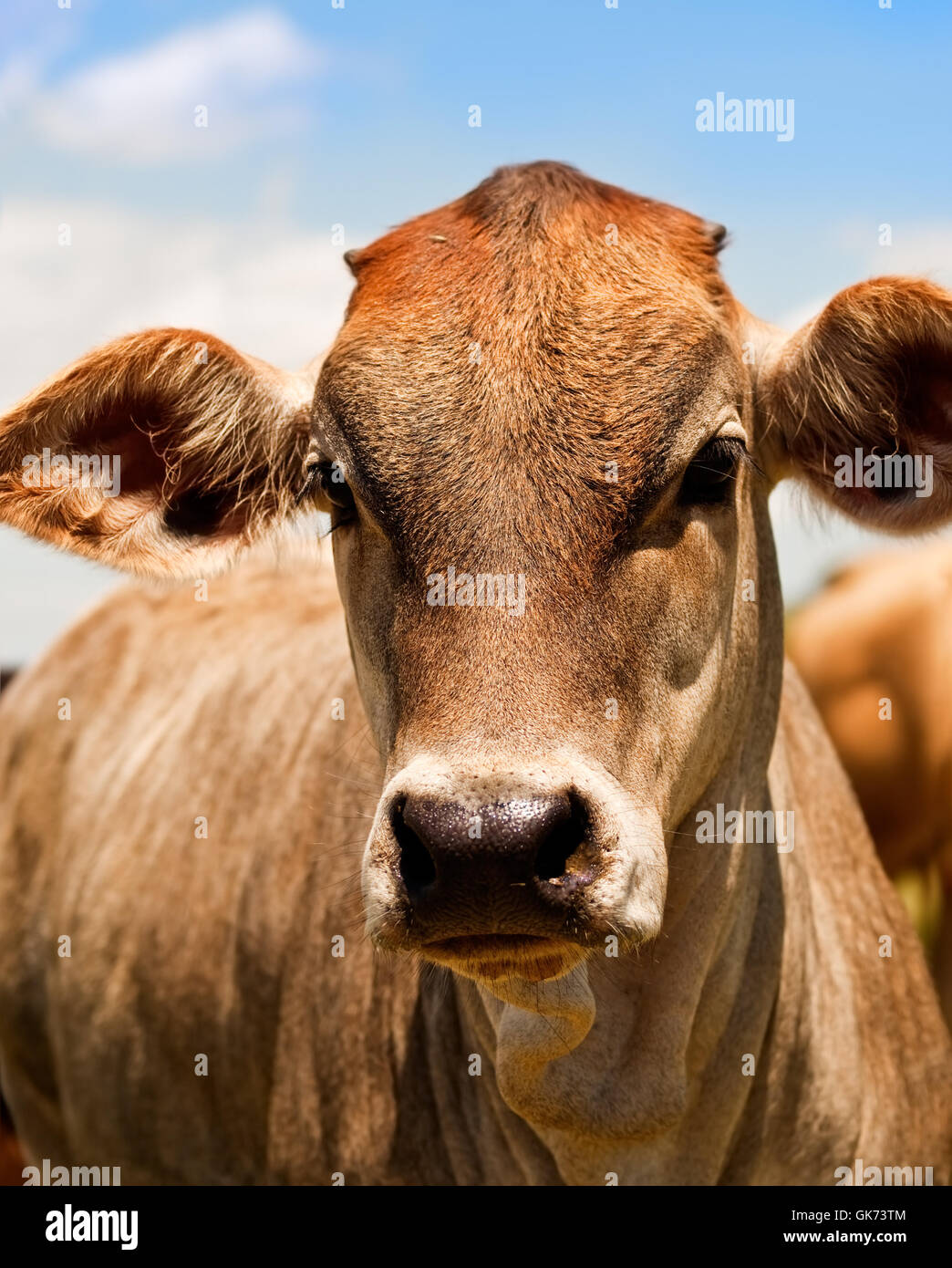 animal cow livestock Stock Photo - Alamy