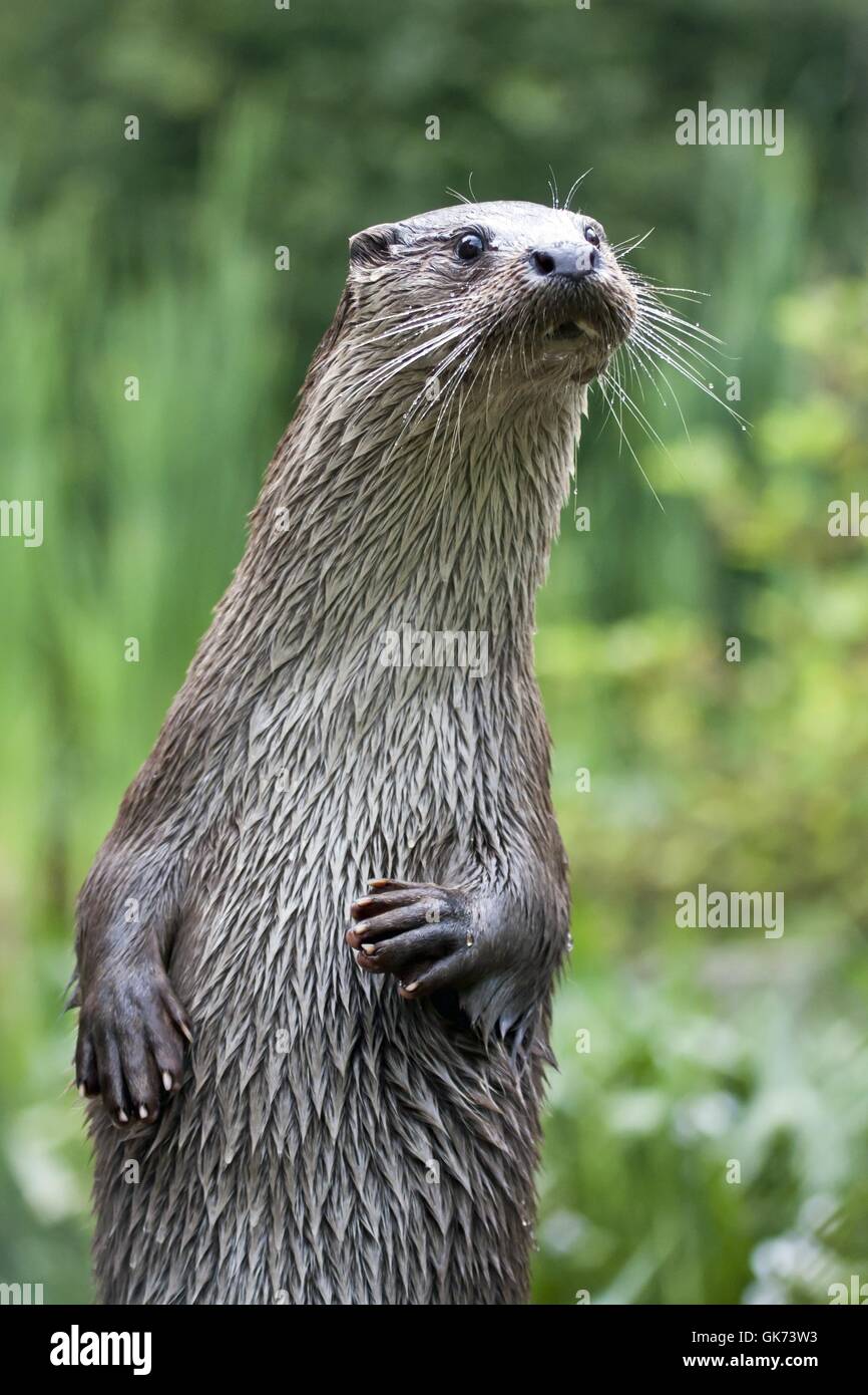 curiosity animals otter Stock Photo - Alamy