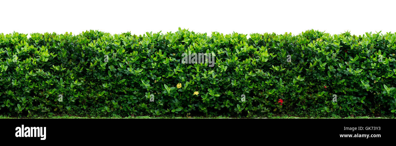 bush shrub hedge Stock Photo - Alamy