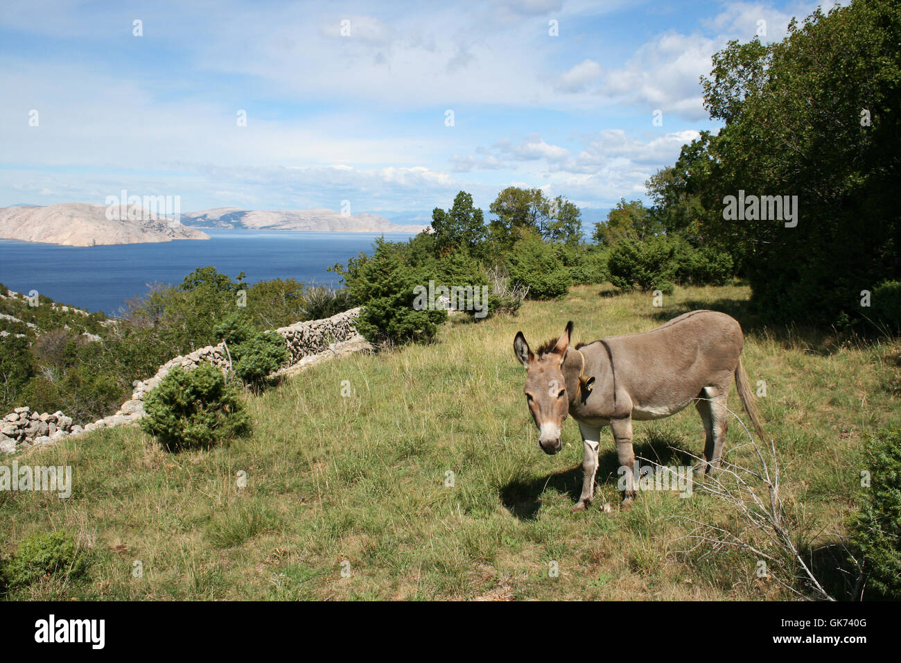 donkey croatia salt water Stock Photo - Alamy