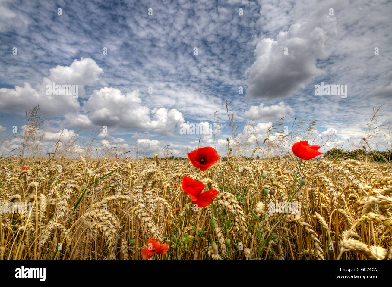 Sommerfeld hi-res stock photography and images - Alamy
