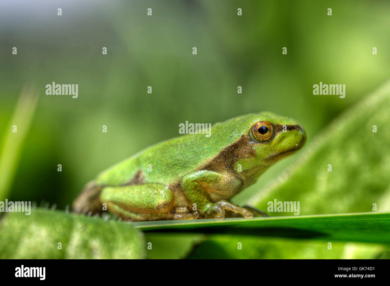step tier animal Stock Photo - Alamy