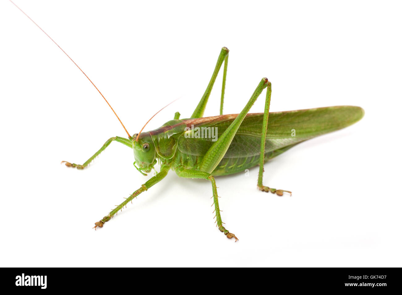Insect wing detail Cut Out Stock Images & Pictures - Alamy