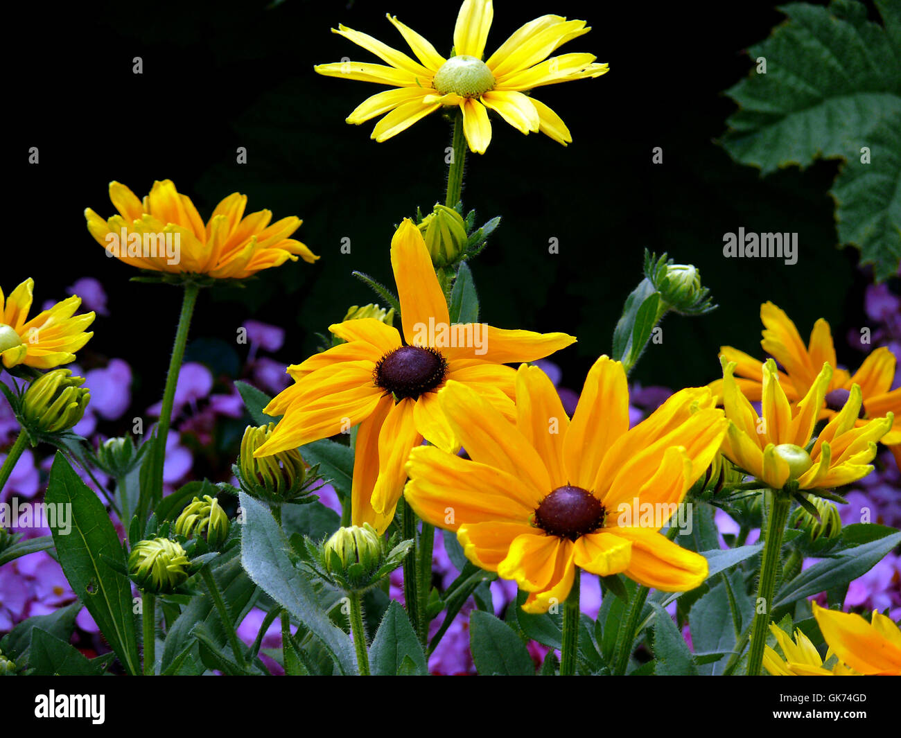 garden plant bloom Stock Photo - Alamy