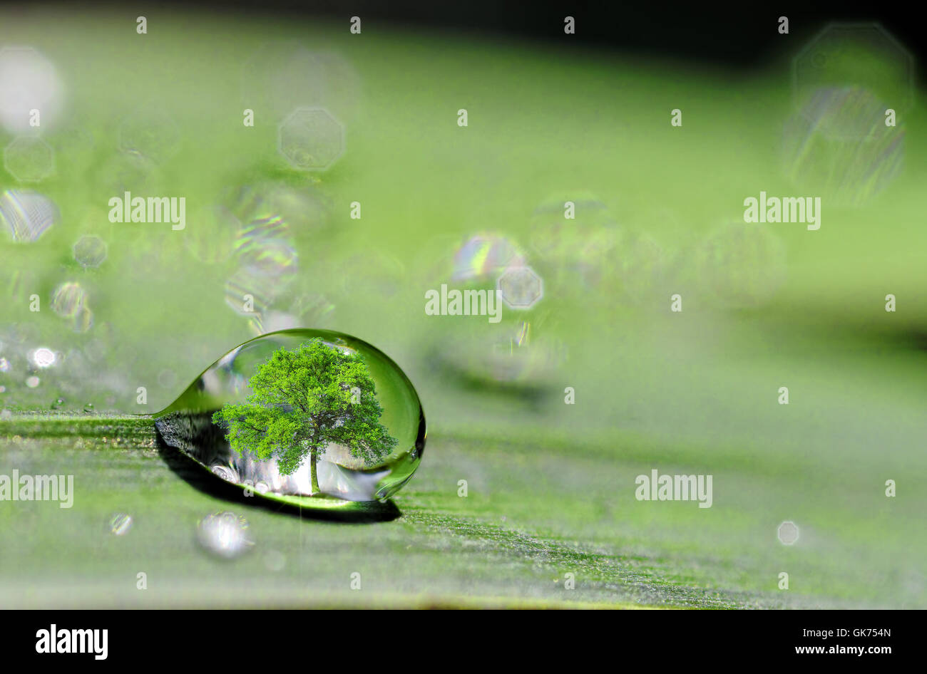 leaf drop dew Stock Photo - Alamy