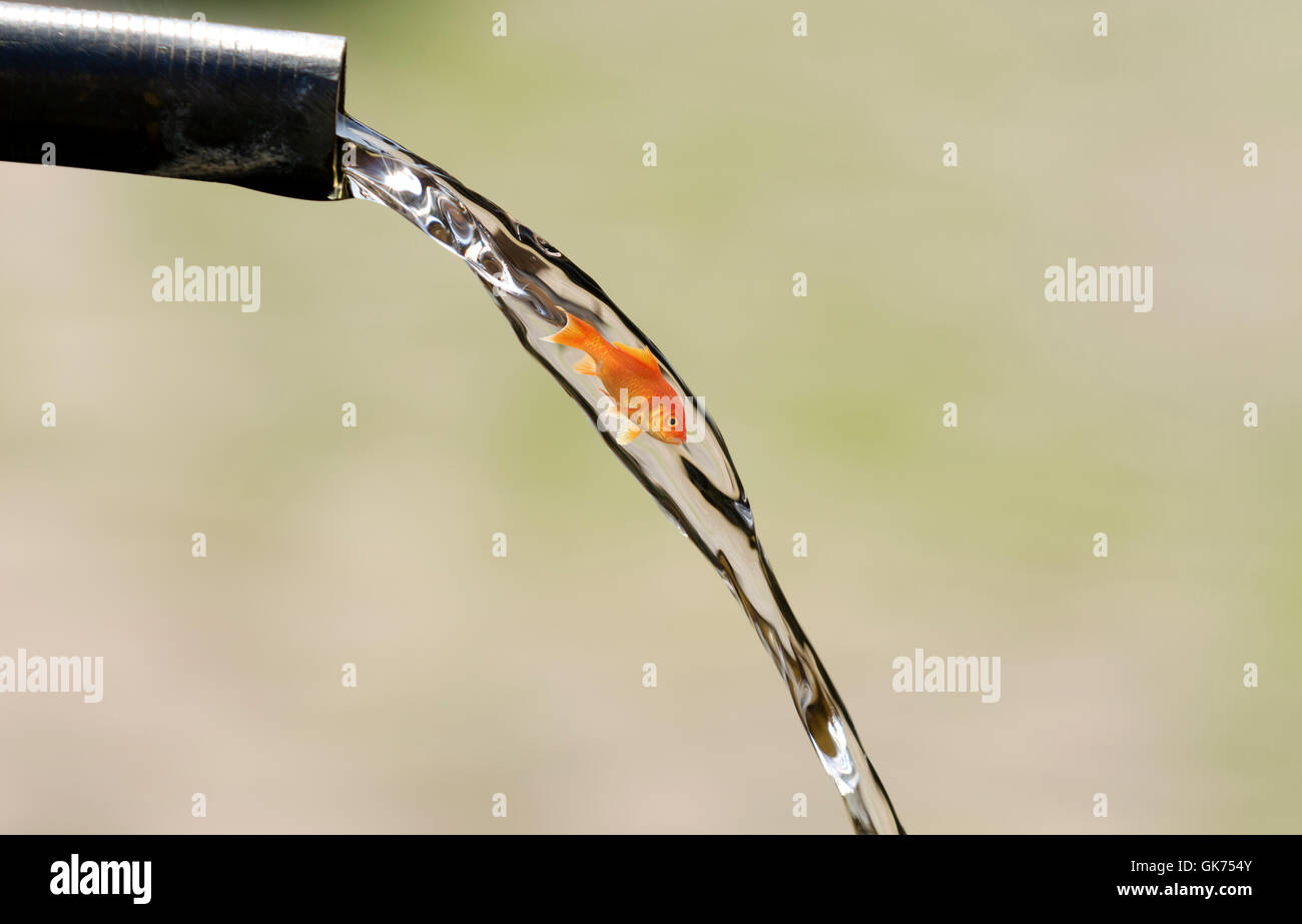 fish spring bouncing Stock Photo - Alamy