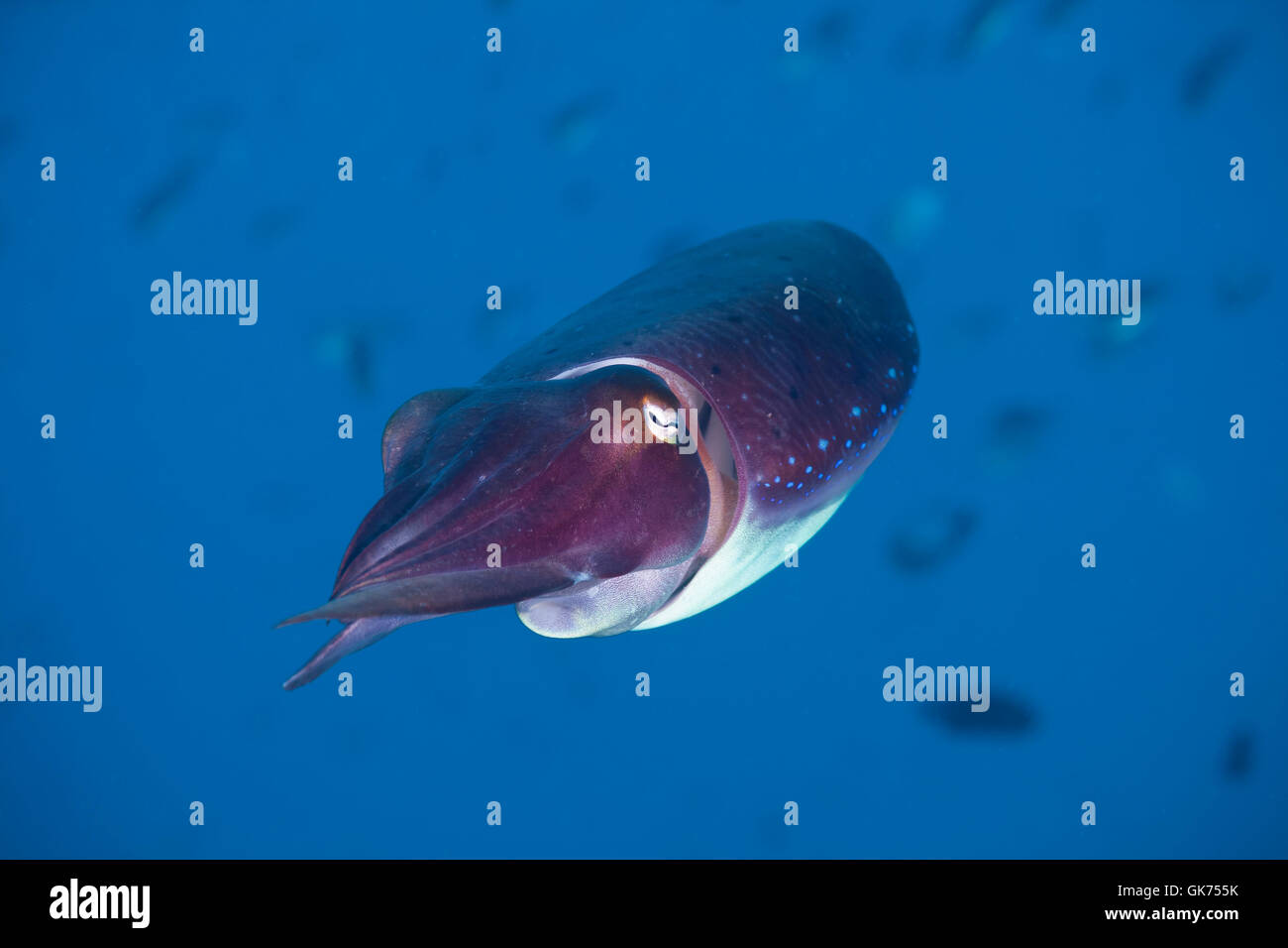 Indonesia fish hi-res stock photography and images - Alamy