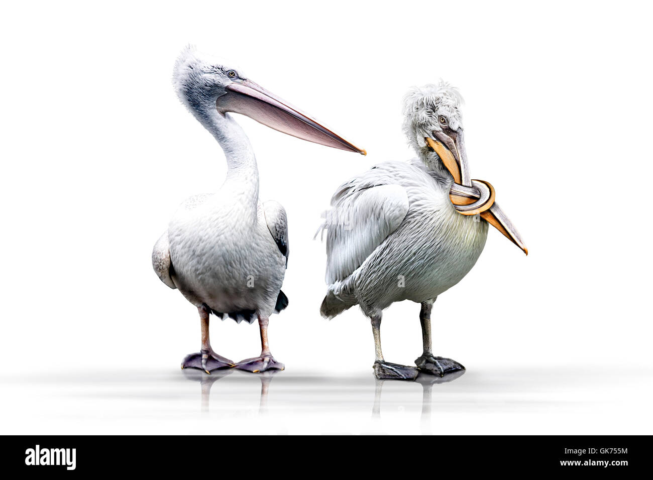 bird birds blank Stock Photo - Alamy