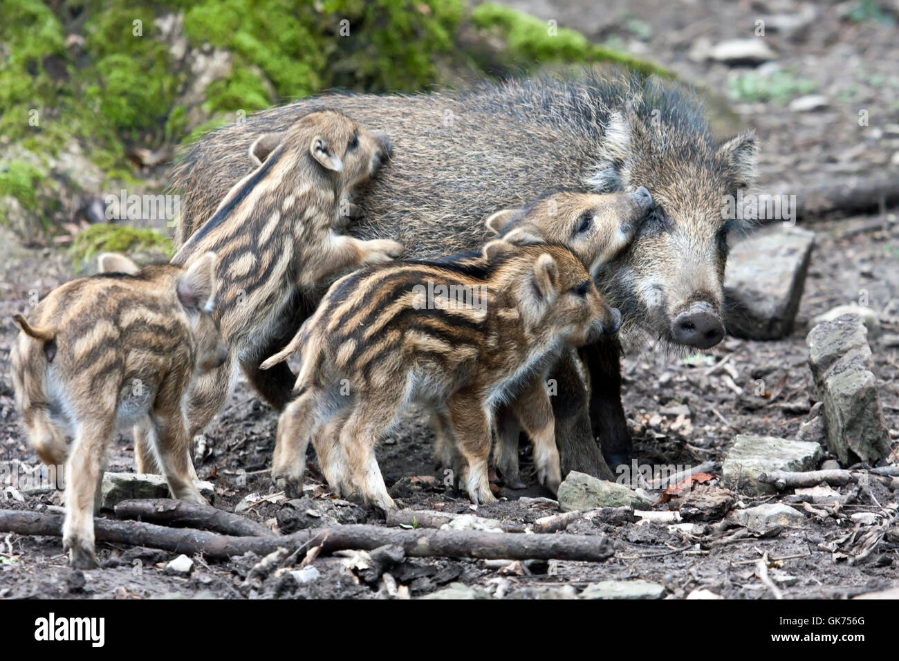 Haarwild hi-res stock photography and images - Alamy
