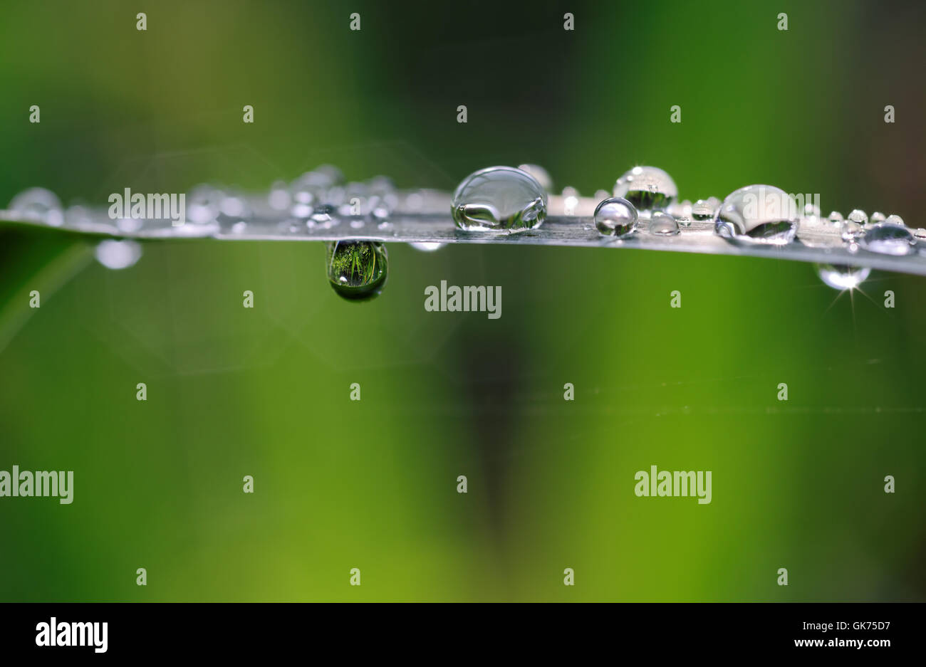 drop wet dew Stock Photo - Alamy
