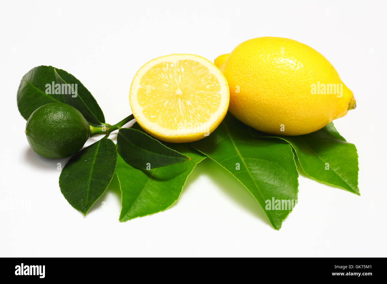 Leaf health hi-res stock photography and images - Alamy