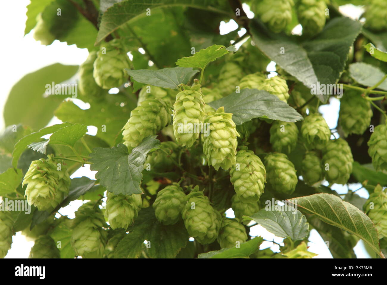 Climbing hop hi-res stock photography and images - Alamy