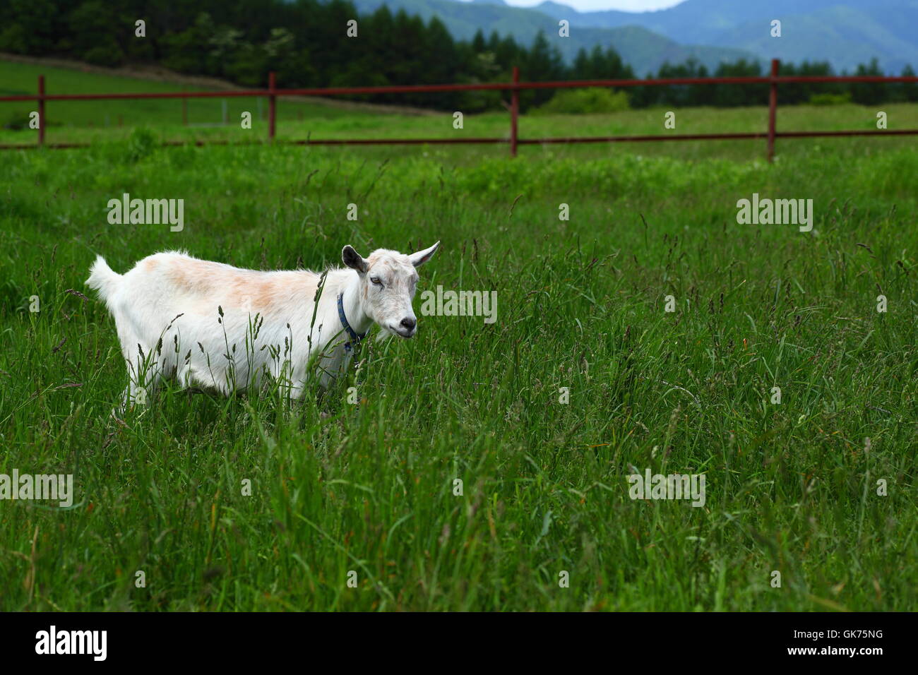 animal asia goat Stock Photo - Alamy
