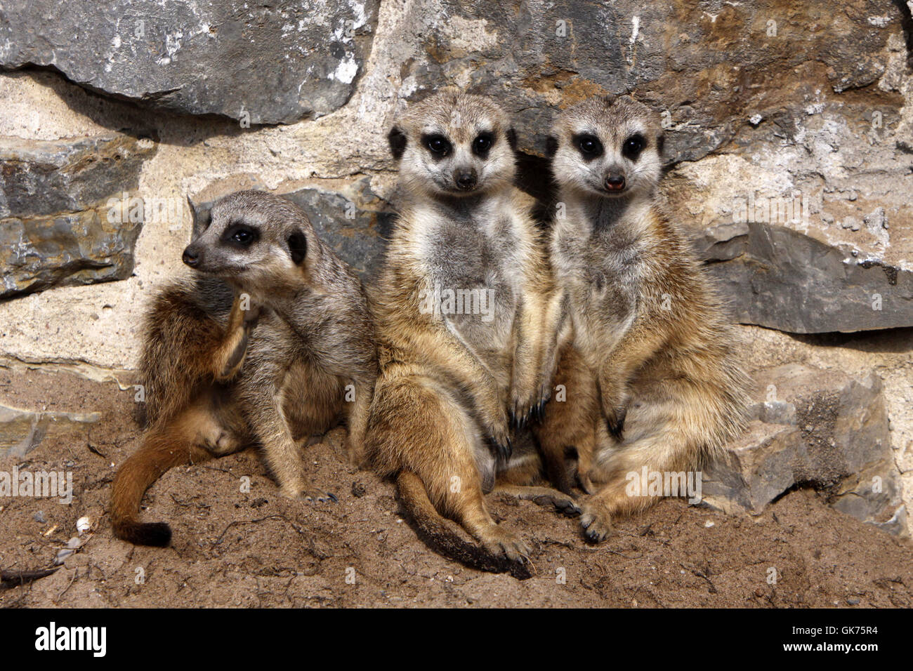 meerkat family with cub Stock Photo - Alamy