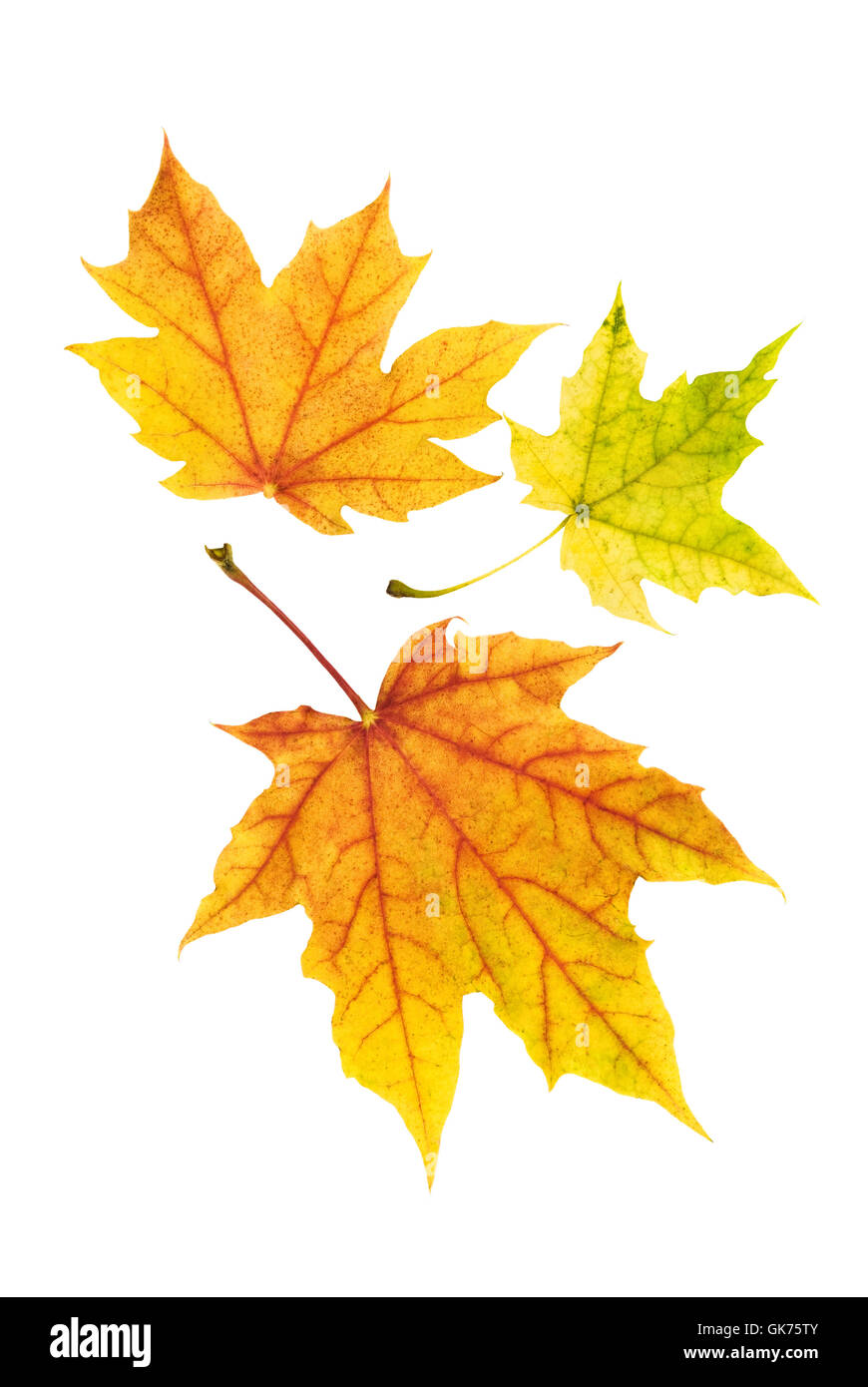 three beautiful colorful maple leaves Stock Photo - Alamy